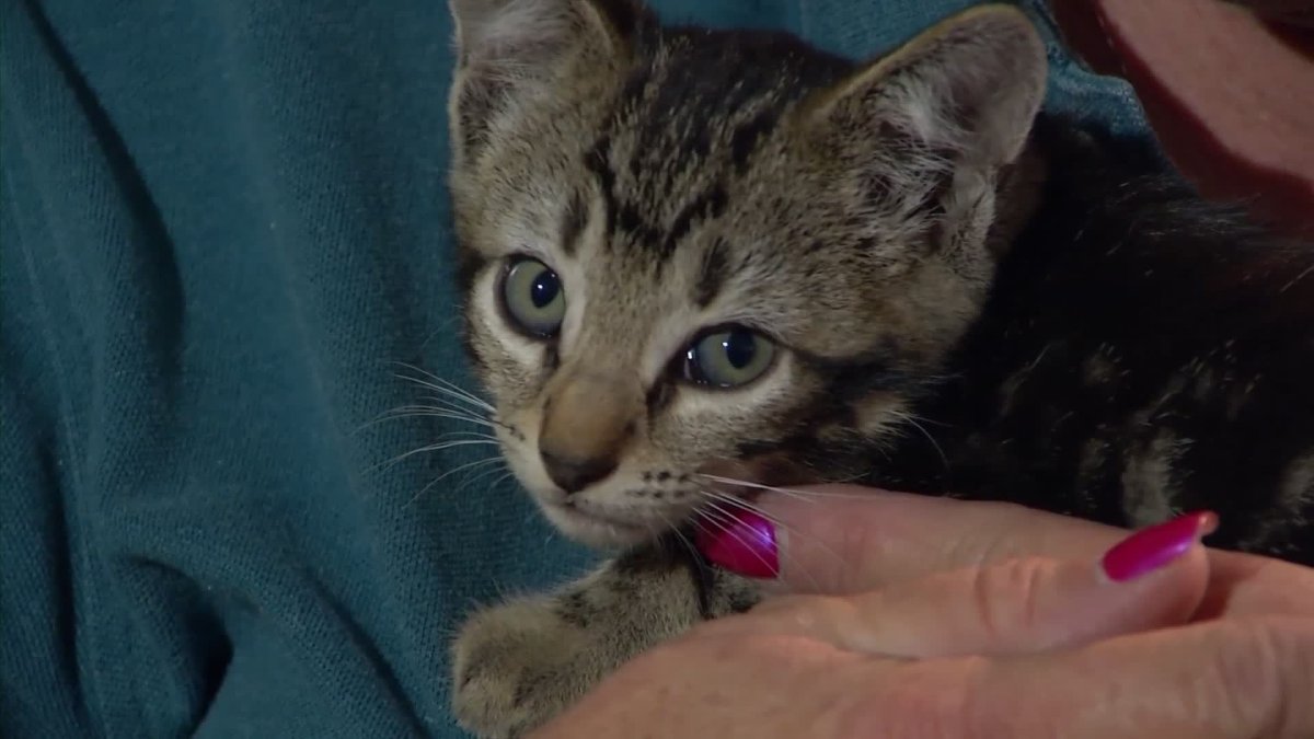 School Bus Driver Rescues Kitten Tossed From Moving Car – NBC 5 Dallas ...