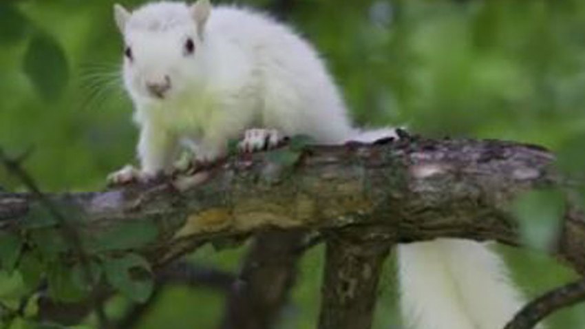 UNT’s Beloved Albino Squirrel, Lucky, Has Died – NBC 5 Dallas-Fort Worth