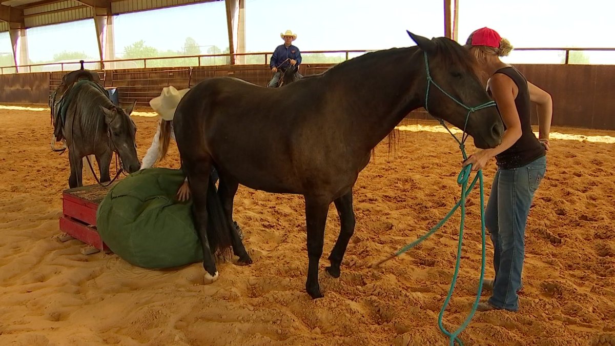 New Mustang Competition Debuts at Fort Worth Stock Show & Rodeo – NBC 5 ...