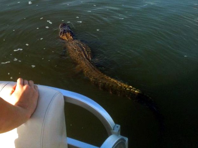 Gators Gone Wild in North Texas Lake – NBC 5 Dallas-Fort Worth