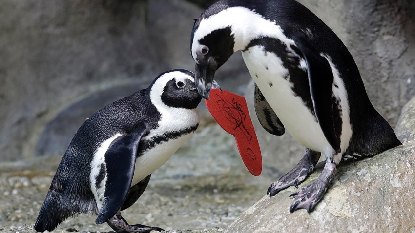 Gay Male Penguins Steal Lesbian Couple’s Eggs at Dutch Zoo – NBC 5 ...