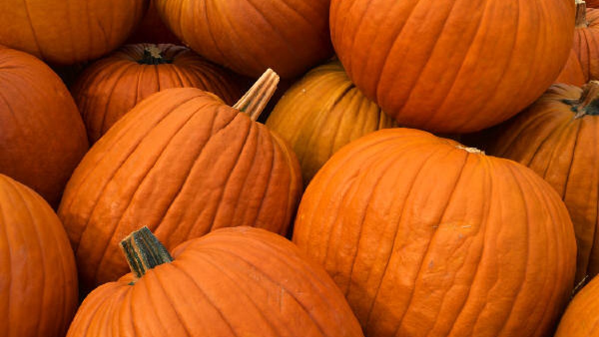 North Texas Pumpkin patch owner reconsiders opening after storms – NBC ...