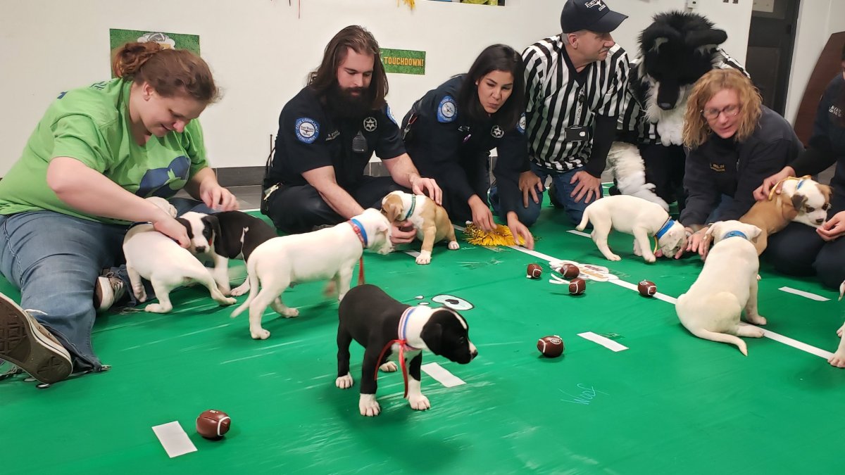Watch: Puppy Bowl 2020 in Fort Worth – NBC 5 Dallas-Fort Worth Watch: Puppy Bowl 2020 in Fort Worth – NBC 5 Dallas-Fort Worth