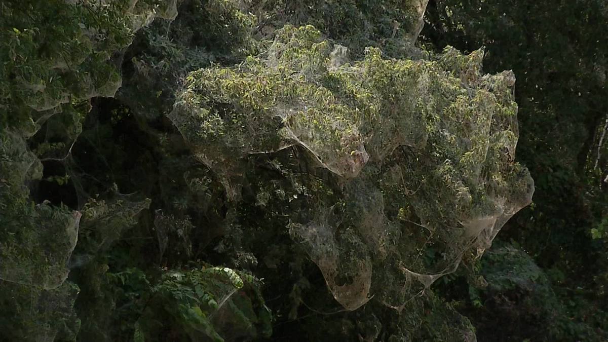 Communal Spider Web Sprawls on Trees at Rowlett Park – NBC 5 Dallas ...