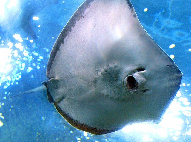 Stingray Attacks Up on South Padre – NBC 5 Dallas-Fort Worth