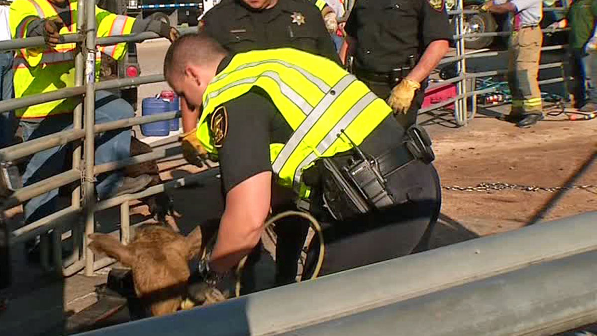 Overturned Cattle Truck, Dozens of Cows Killed – NBC 5 Dallas-Fort Worth