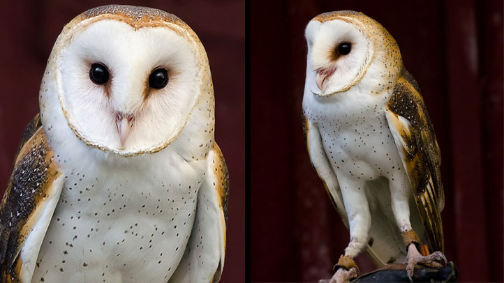 Tyto the Owl Escapes From Fort Worth Zoo – NBC 5 Dallas-Fort Worth