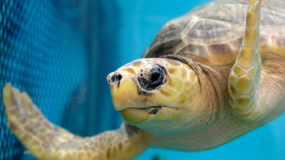 Endangered sea turtle populations showing some signs of recovery – NBC ...