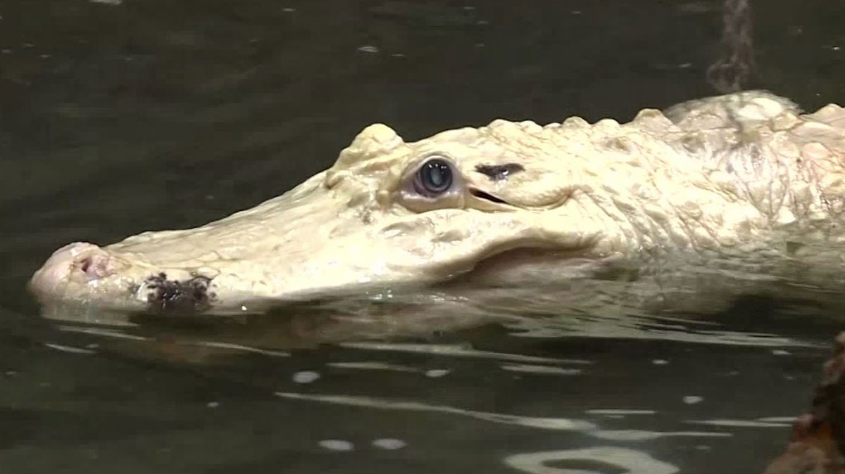 Rare, White Alligator to Get New Home in Texas – NBC 5 Dallas-Fort Worth