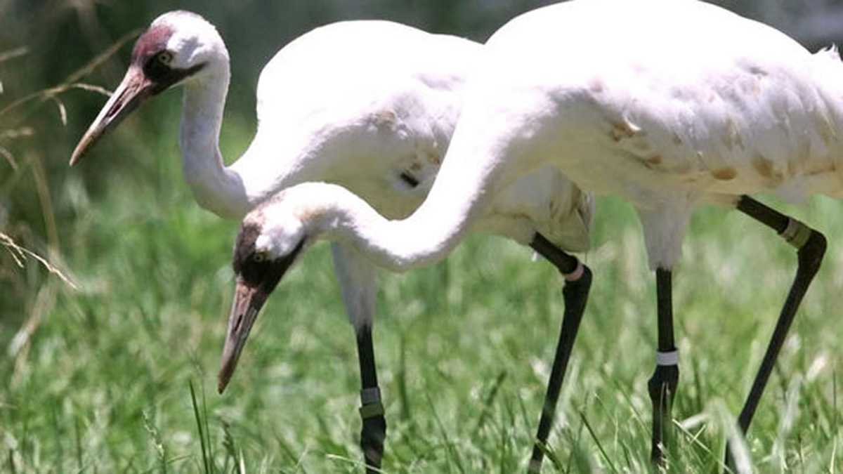Rare Whooping Cranes Raised for Wild as COVID Rules Relax – NBC 5 ...