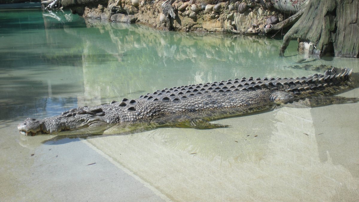 MOLA Takes its Place at Fort Worth Zoo – NBC 5 Dallas-Fort Worth