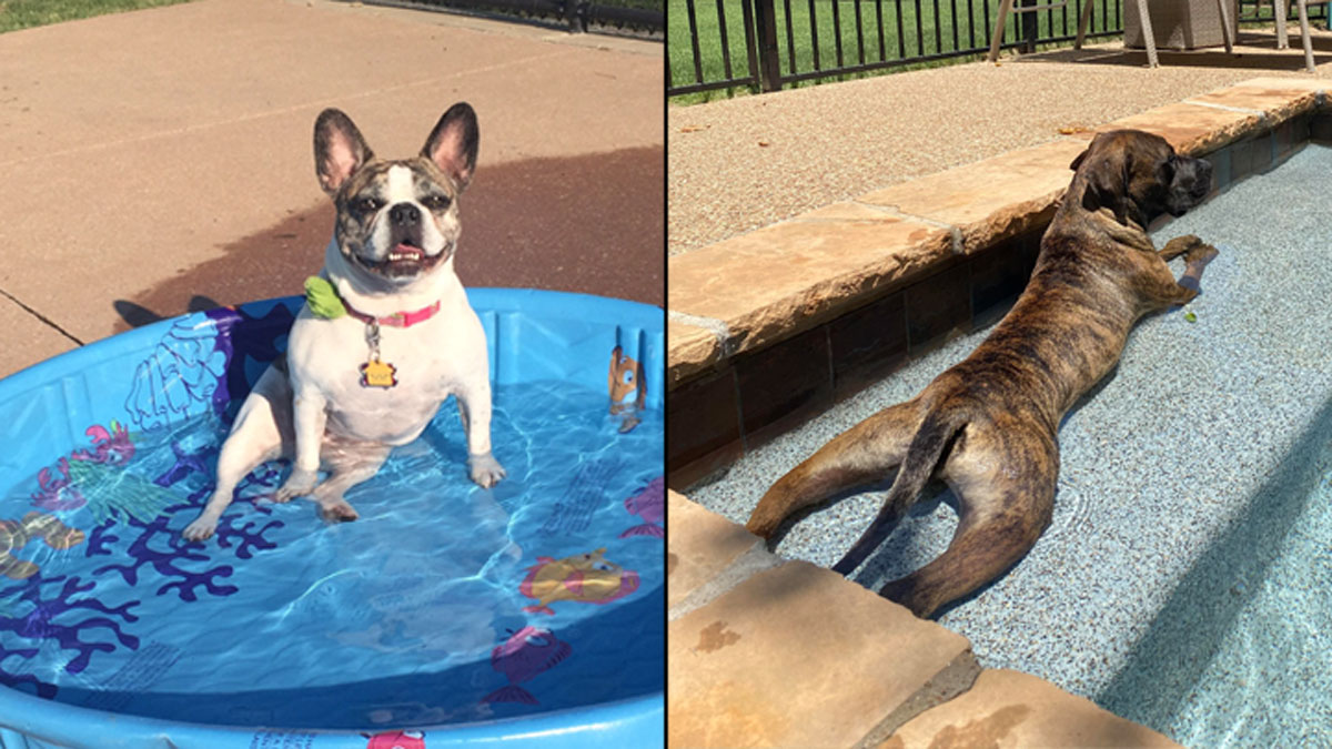 Dog Days of Summer: Riley and Norman – NBC 5 Dallas-Fort Worth