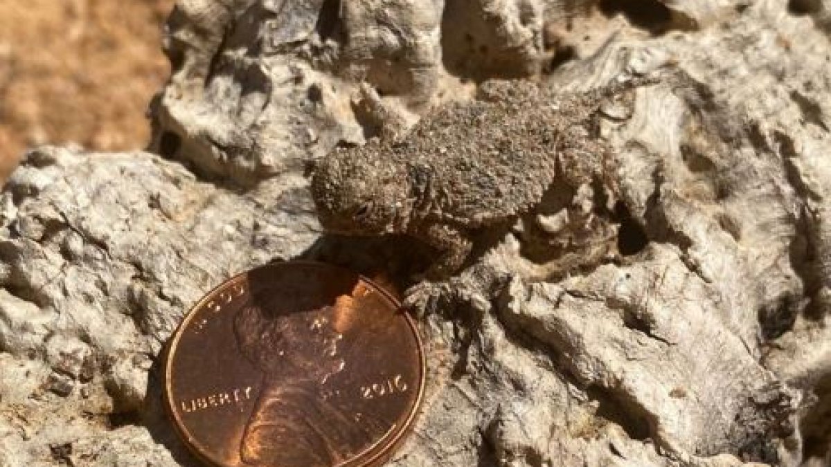 58 Texas Horned Lizards Hatch at Fort Worth Zoo – NBC 5 Dallas-Fort Worth