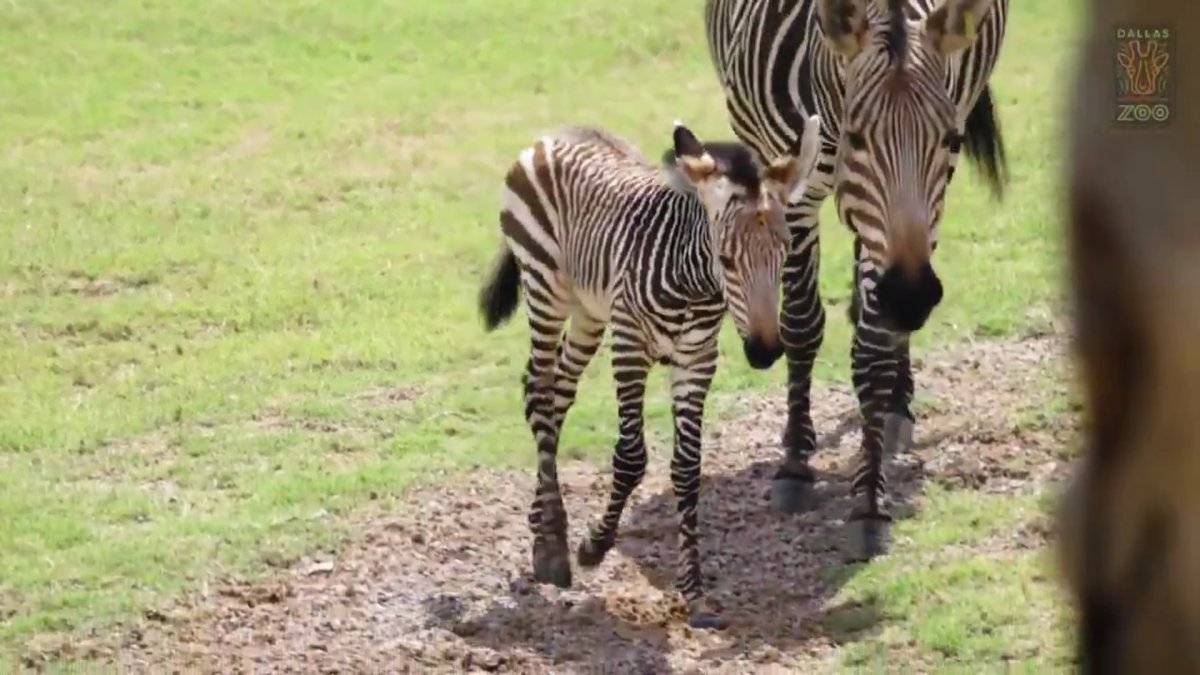 Dallas Zoo Debuts Baby Zebra – NBC 5 Dallas-Fort Worth