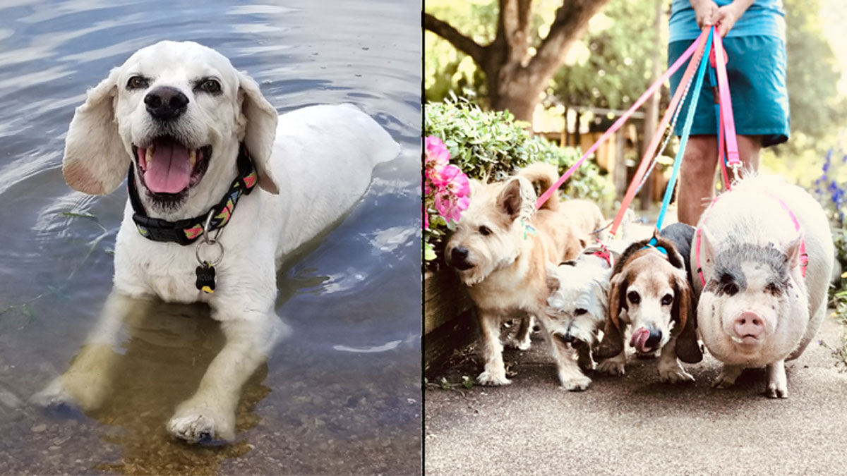 Dog Days of Summer: Kolya and Peppa & Friends – NBC 5 Dallas-Fort Worth