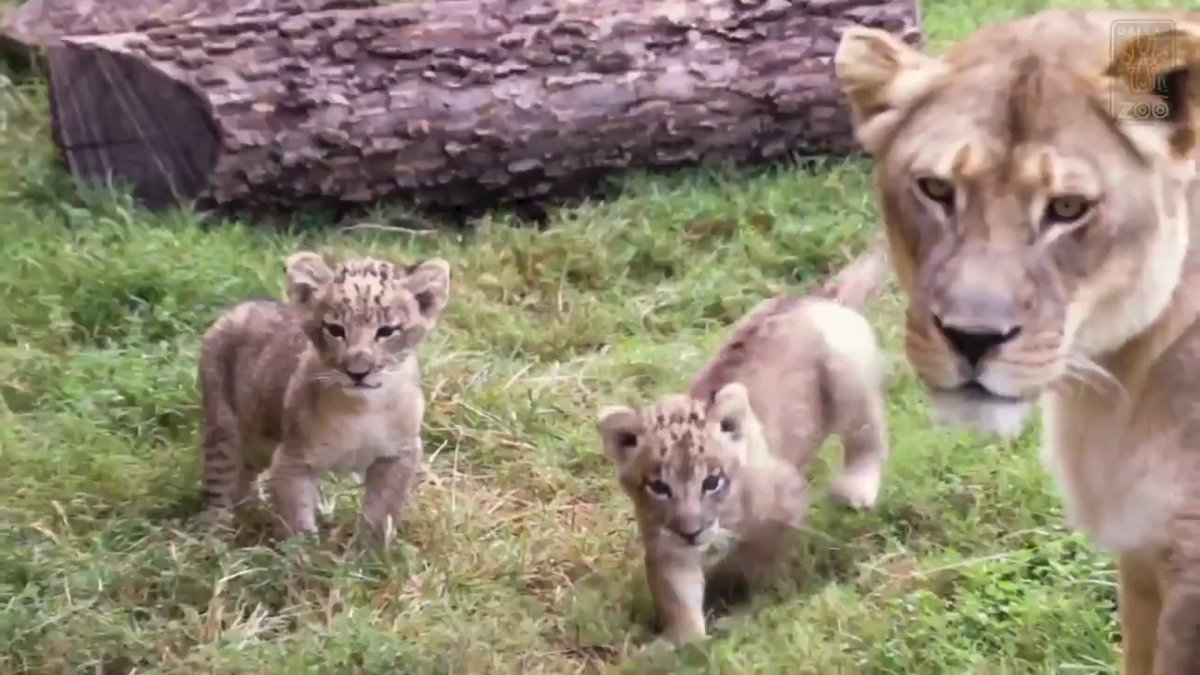 Lion Cubs Make First Public Appearance at Dallas Zoo – NBC 5 Dallas ...