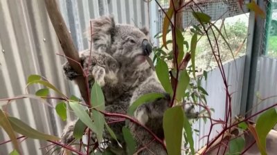 koala bears fighting