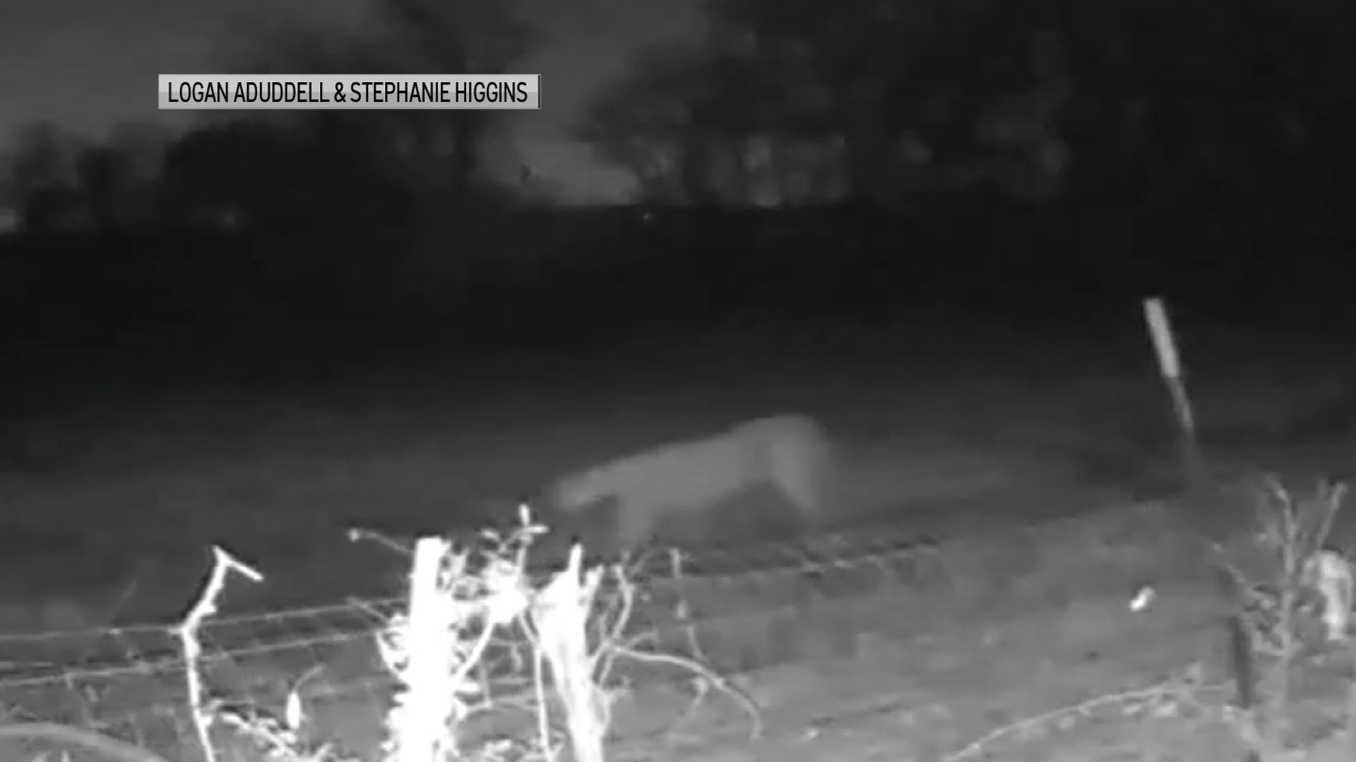 Mountain lion spotted in Dallas suburbs – NBC 5 Dallas-Fort Worth