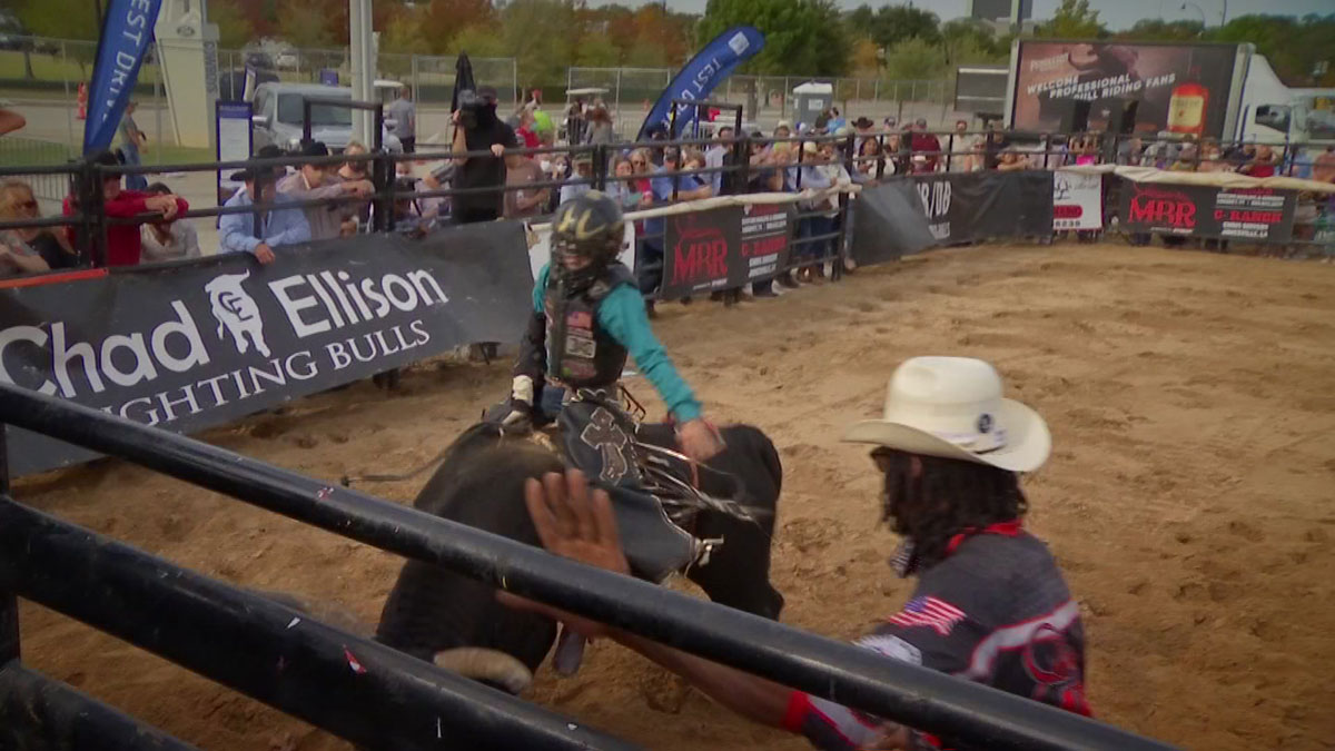 Miniature Bull Rider Hopes to Make History in PBR – NBC 5 Dallas-Fort Worth