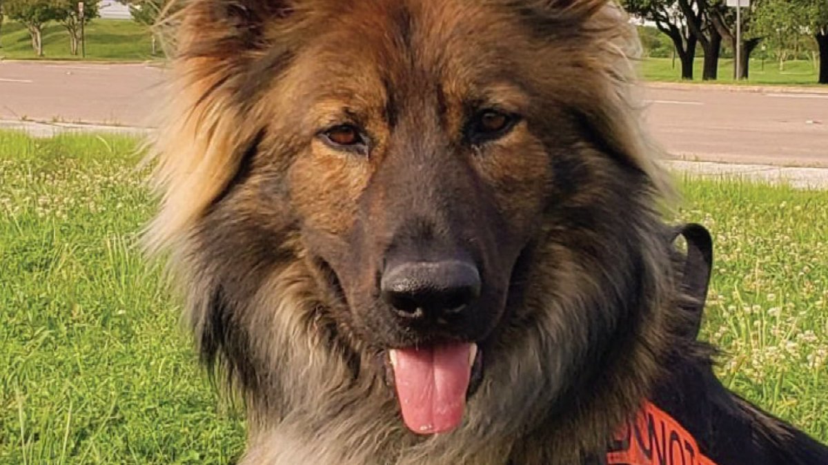 DFW Airport Explosives Detective Makes the 2021 TSA Canine Calendar ...