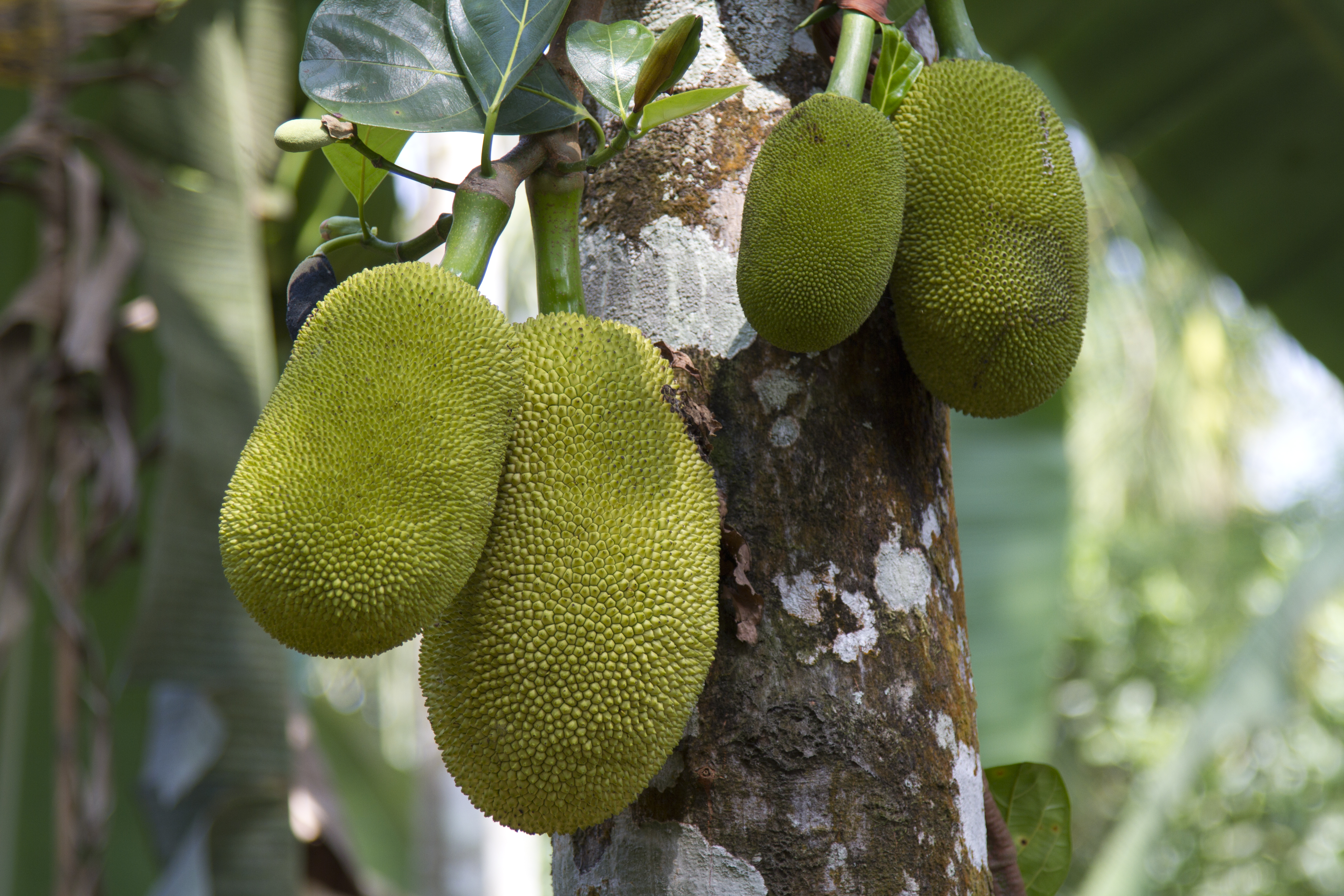 What Is Jackfruit? Benefits, How to Cook and Eat Jackfruit Recipes ...