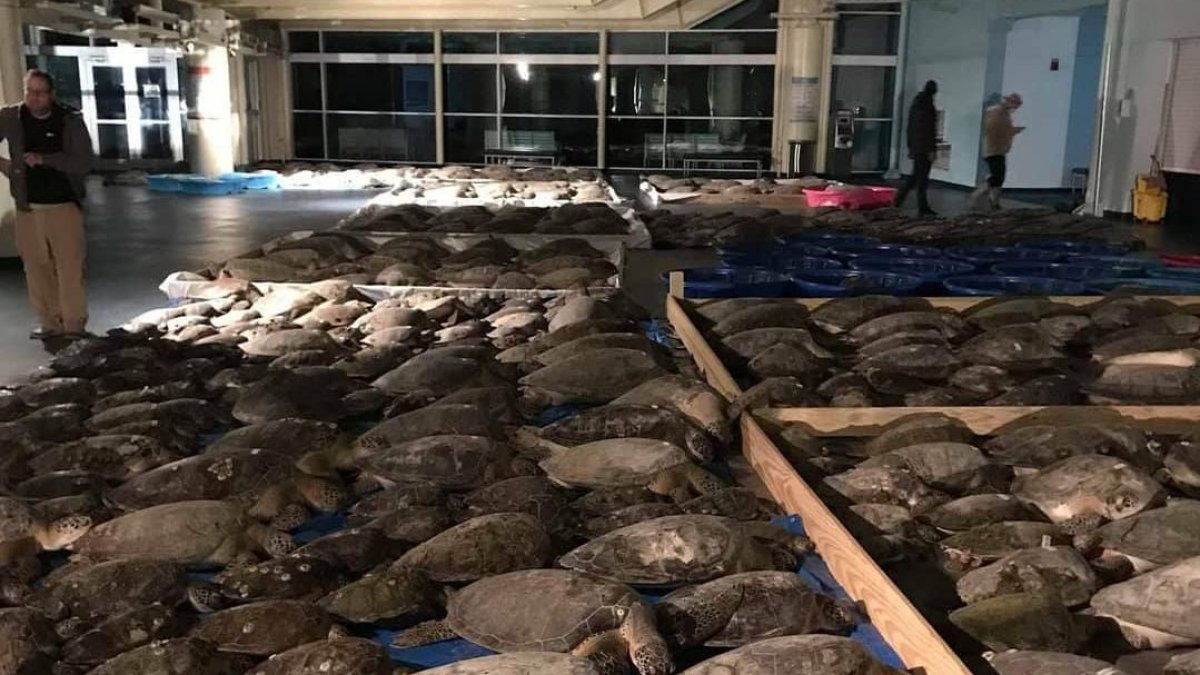 Thousands of Cold-Stunned Sea Turtles Being Rescued in Texas – NBC 5 Dallas-Fort Worth