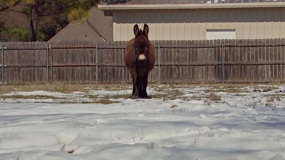 Colleyville Man Explains How He Kept Donkeys Safe During Winter Storm ...