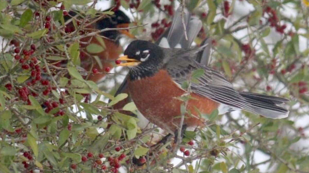 Here’s Why You’re Seeing More Robins in North Texas – NBC 5 Dallas-Fort ...