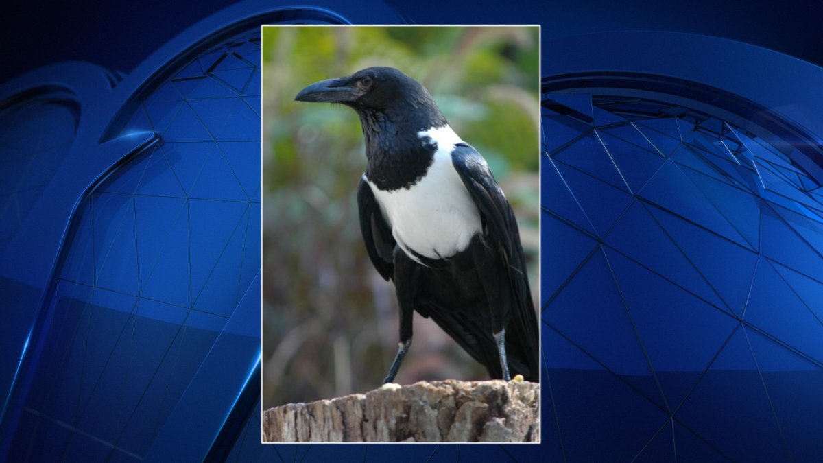Dallas Zoo Searching for Crow That Flew Off Course During Training ...