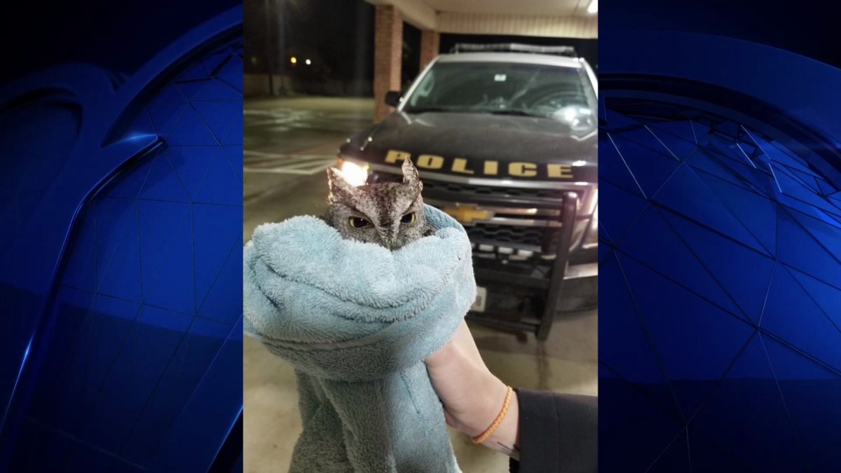 Irving Police Officer Helps Cold Owl – NBC 5 Dallas-Fort Worth
