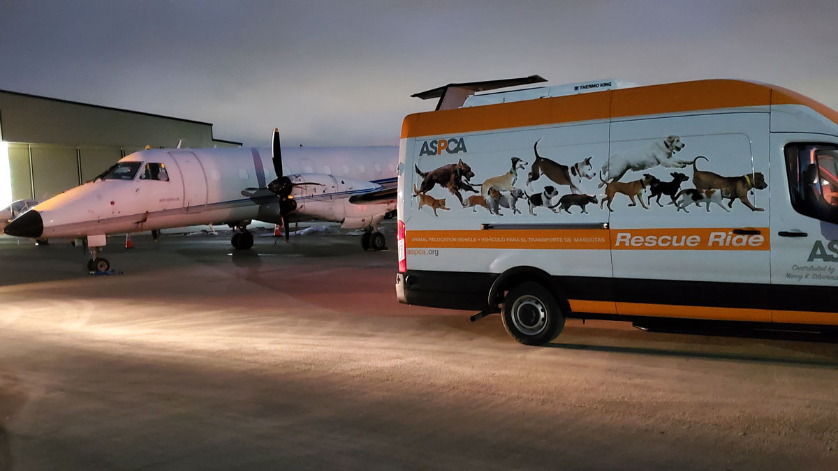 ASPCA Coordinates Flights for More Than 170 Dogs, Cats to Northeast ...