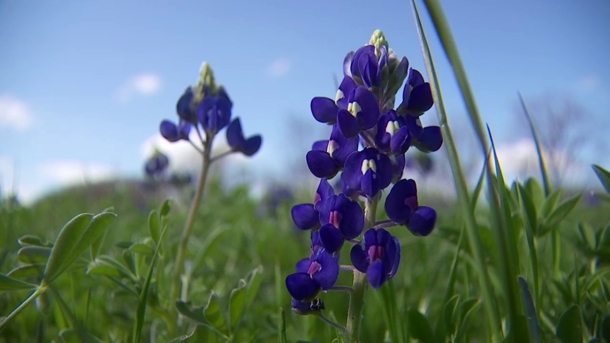 Bluebonnets Are Back in North Texas! – NBC 5 Dallas-Fort Worth