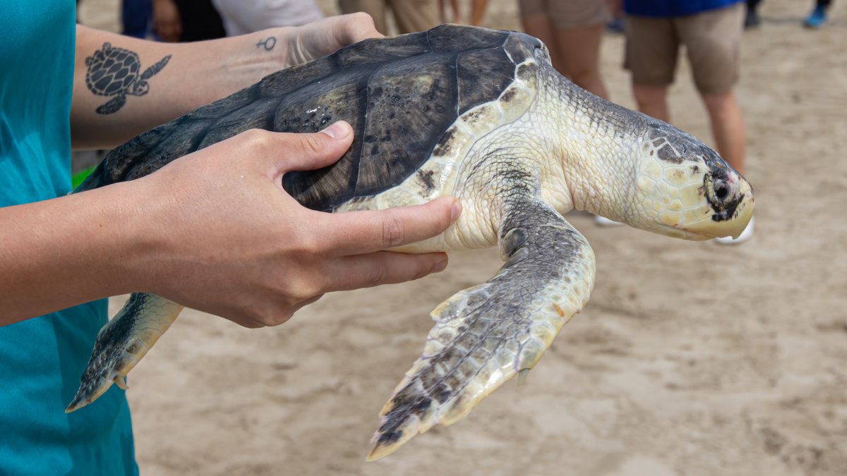 Mini Parade of Rescued Young Sea Turtles Released Into Gulf – NBC 5 ...