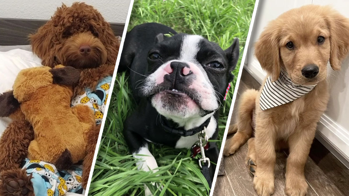 Your Puppy Pictures on National Puppy Day – NBC 5 Dallas-Fort Worth