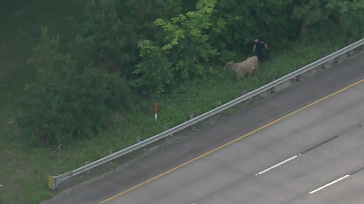 Alligator, Cow Delay Houston Traffic, Turn Commute Into Zoo – NBC 5 ...