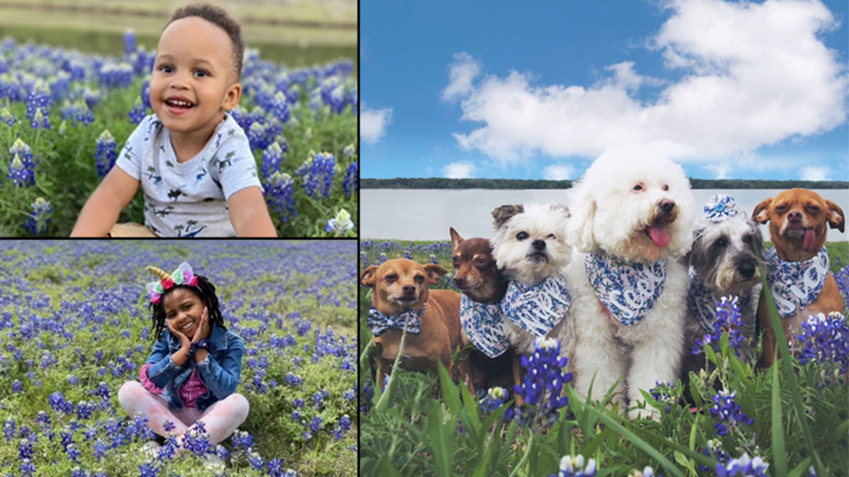 Bluebonnets in Bloom: Monica’s Kids & Stark’s Pups – NBC 5 Dallas-Fort ...