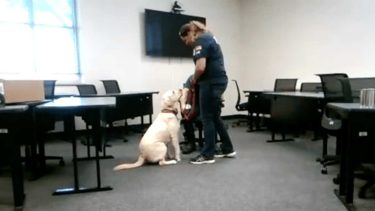 Arson Dogs Across Texas Complete Annual Recertification – NBC 5 Dallas ...