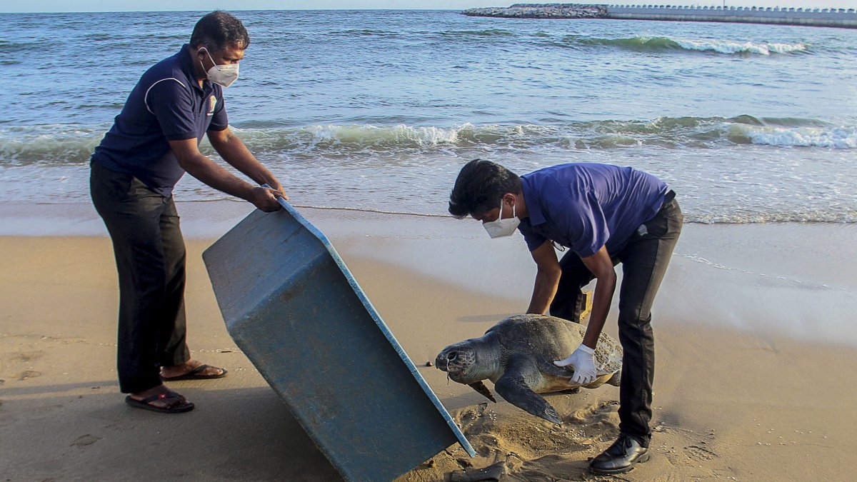 Sri Lanka: Turtle Carcasses Wash Ashore After Cargo Ship Fire – NBC 5 ...