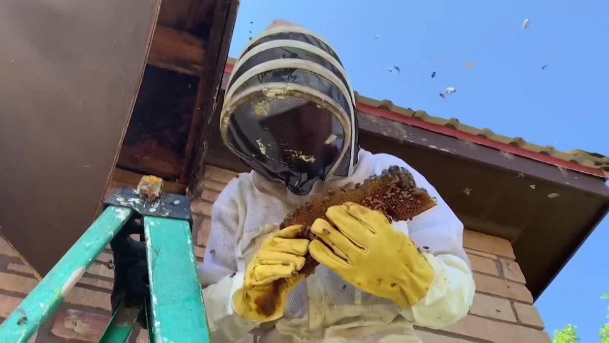 Texas Teen Takes Up Beekeeping to Do Something Good – NBC 5 Dallas-Fort ...