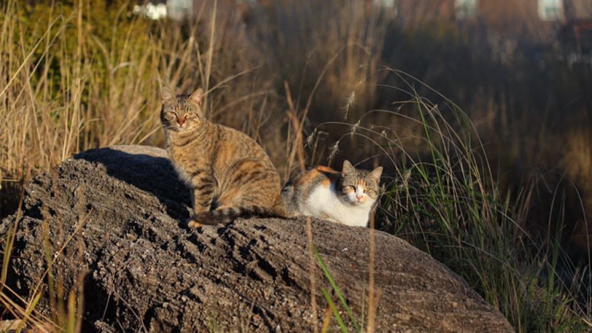 UT Arlington Students Caring for Campus Cats – NBC 5 Dallas-Fort Worth