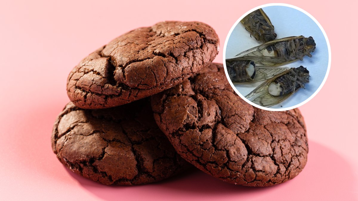 5 Cicada Recipes Taking Over Social Media – NBC 5 Dallas-Fort Worth