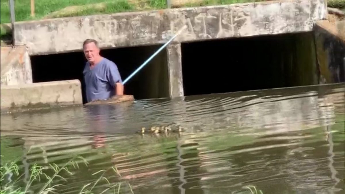 Plano Resident Rescues Ducklings From Spillway – NBC 5 Dallas-Fort Worth