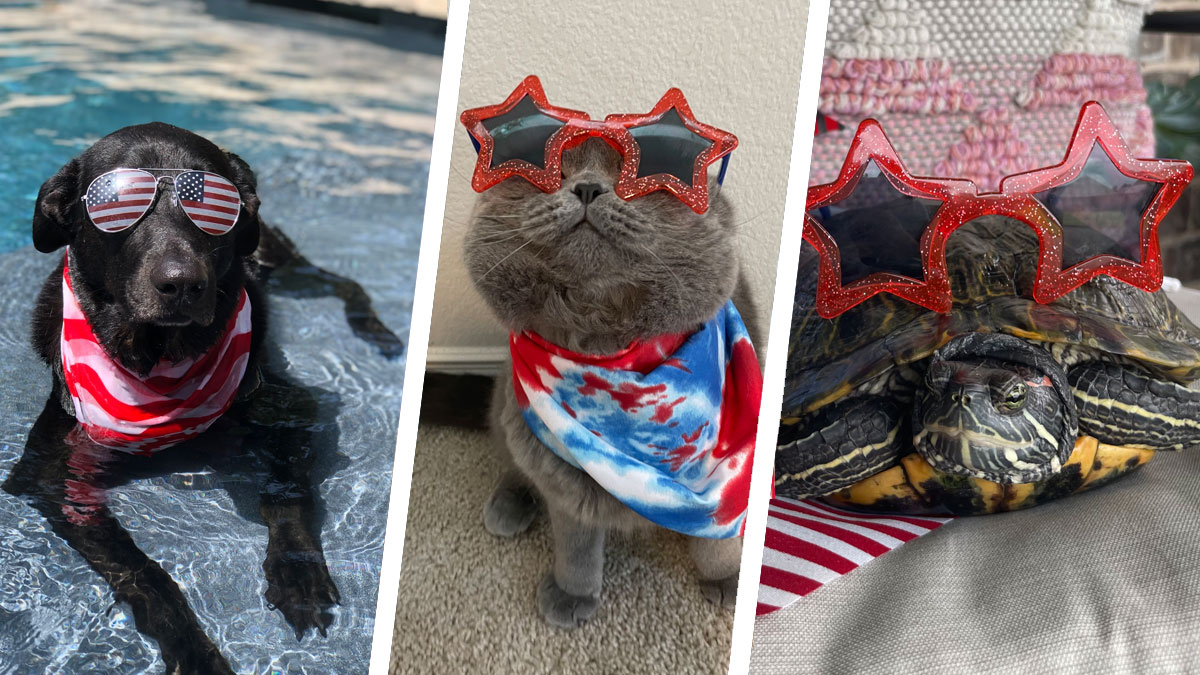 Dog Days of Summer: Josh, Bogie & Bruce – NBC 5 Dallas-Fort Worth