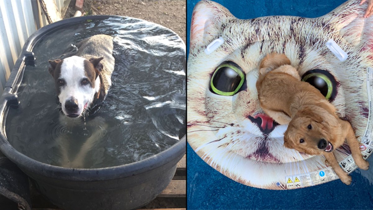 Dog Days of Summer: Mikey and Jules – NBC 5 Dallas-Fort Worth