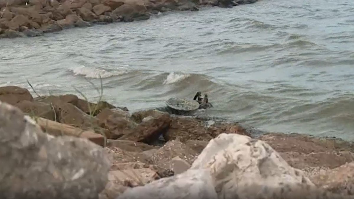 ‘Poop in The Water’: Report Shows Texas Beaches Marked as ‘Potentially ...