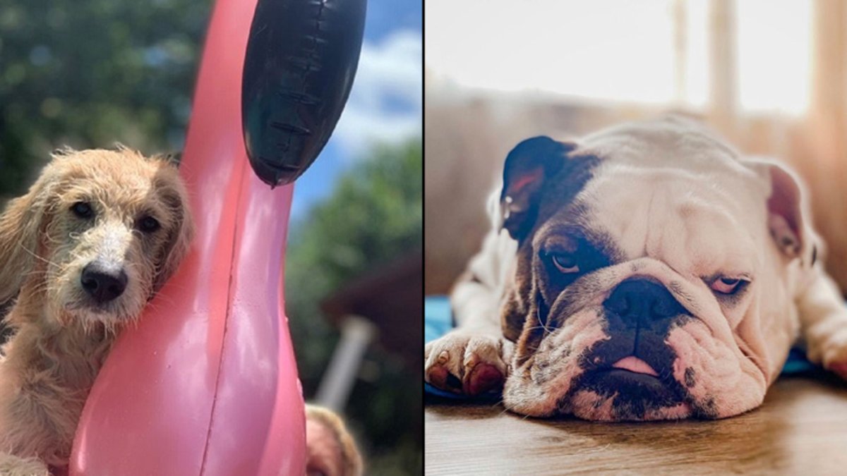 Dog Days of Summer: Watson & Lenny – NBC 5 Dallas-Fort Worth