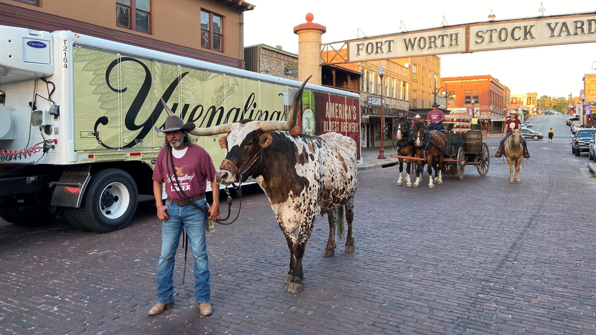 Yuengling Beer Arrives in Texas – NBC 5 Dallas-Fort Worth