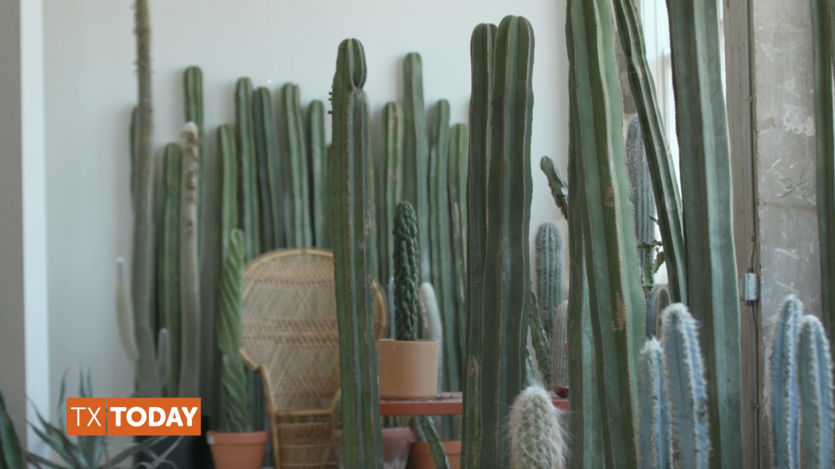 Meet the Cactus Queen DFW – NBC 5 Dallas-Fort Worth