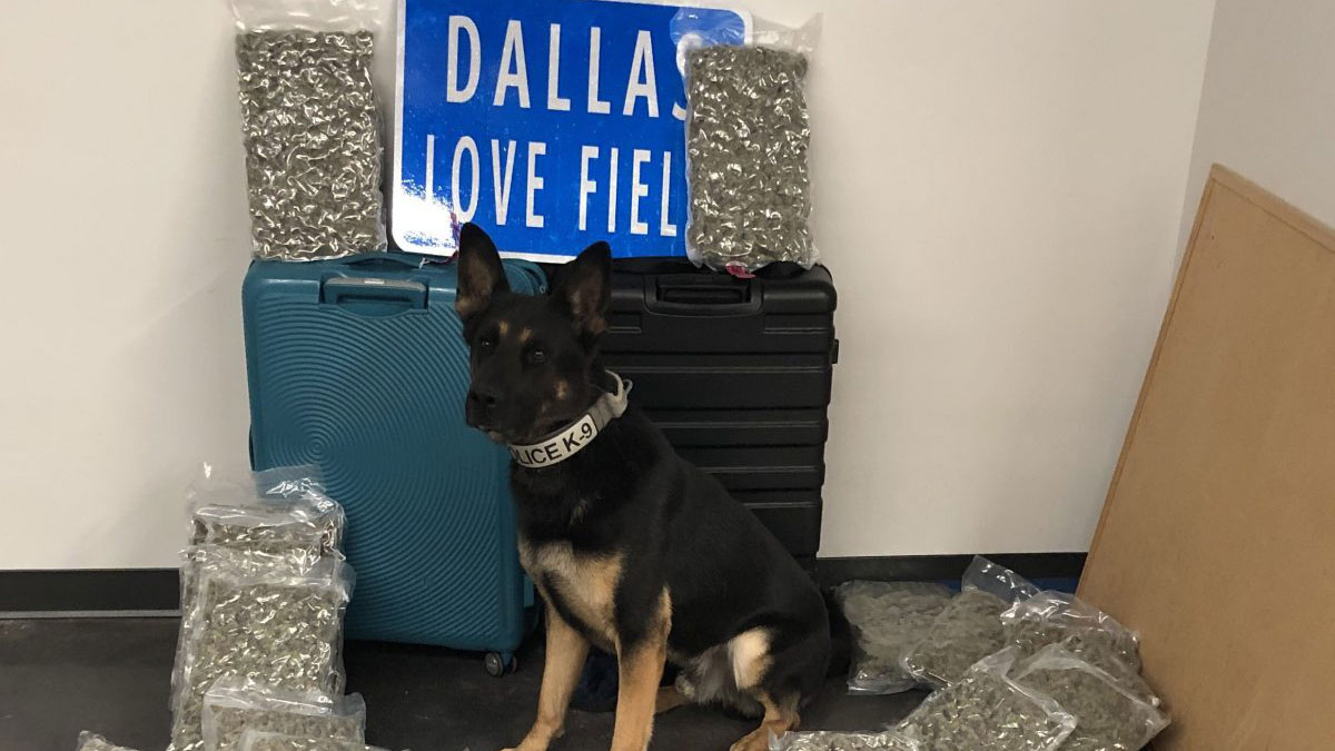 Police K9 Sniffs Out 42 Pounds of Marijuana at Love Field – NBC 5 ...