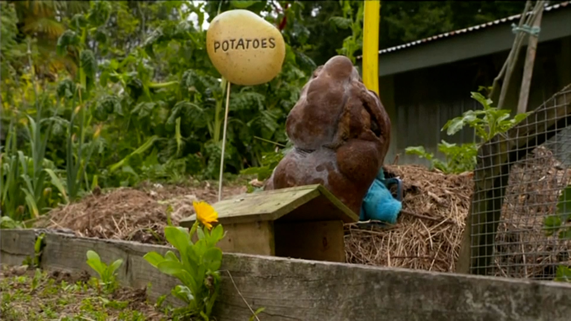 World’s Largest Potato – NBC 5 Dallas-Fort Worth